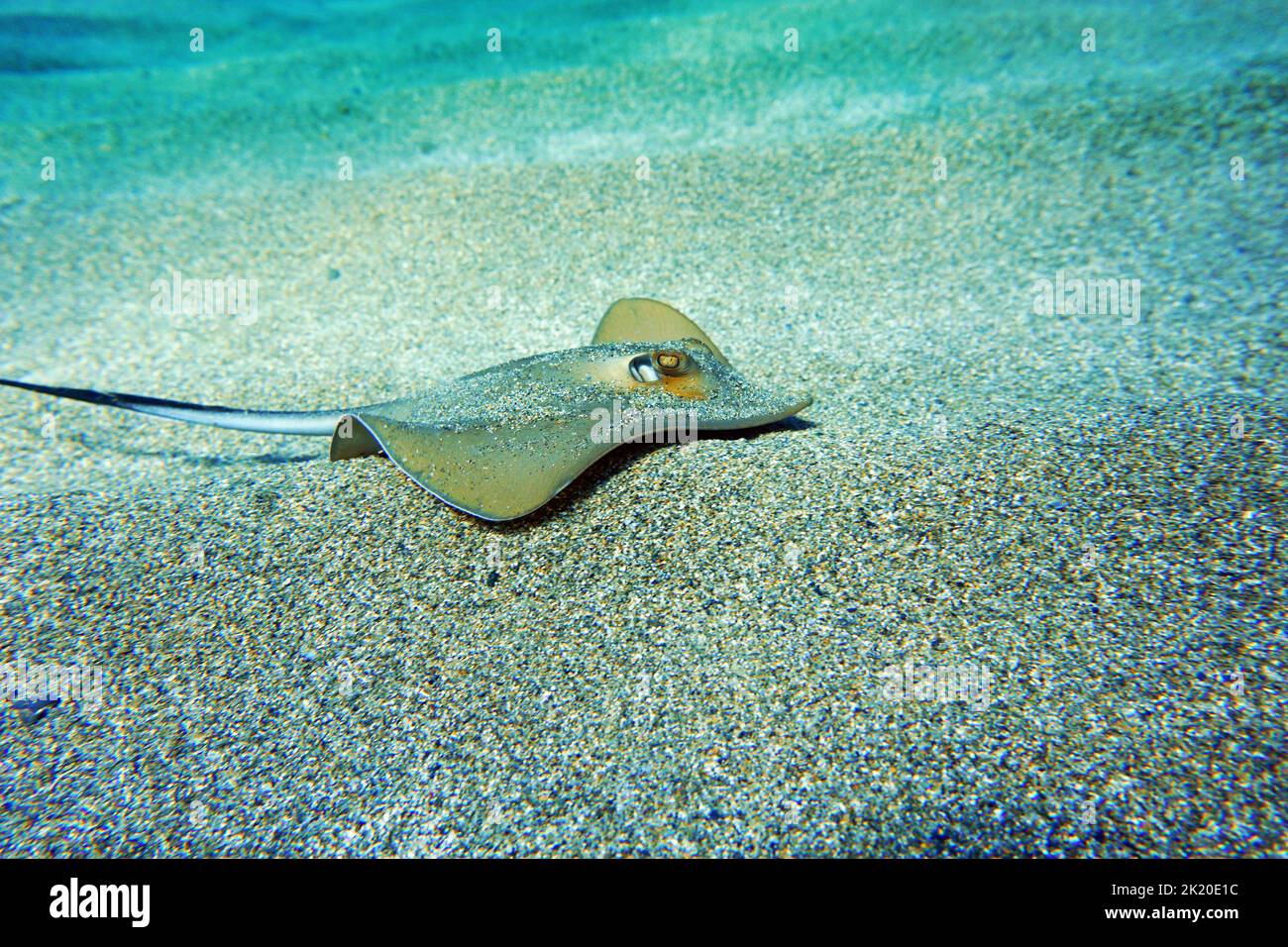 Common Mediterranean stingray - Dasyatis pastinaca Stock Photo - Alamy