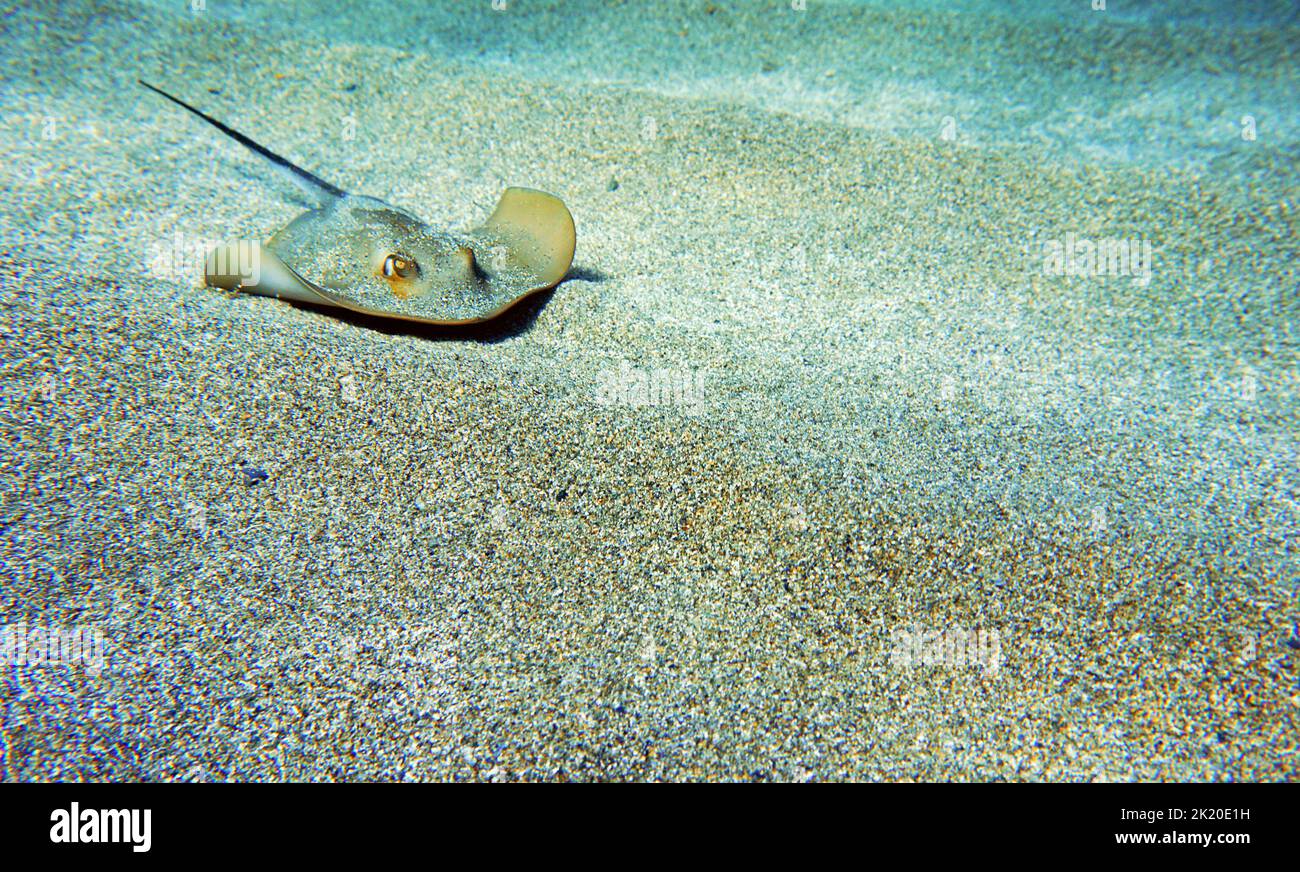 Common Mediterranean stingray - Dasyatis pastinaca Stock Photo - Alamy