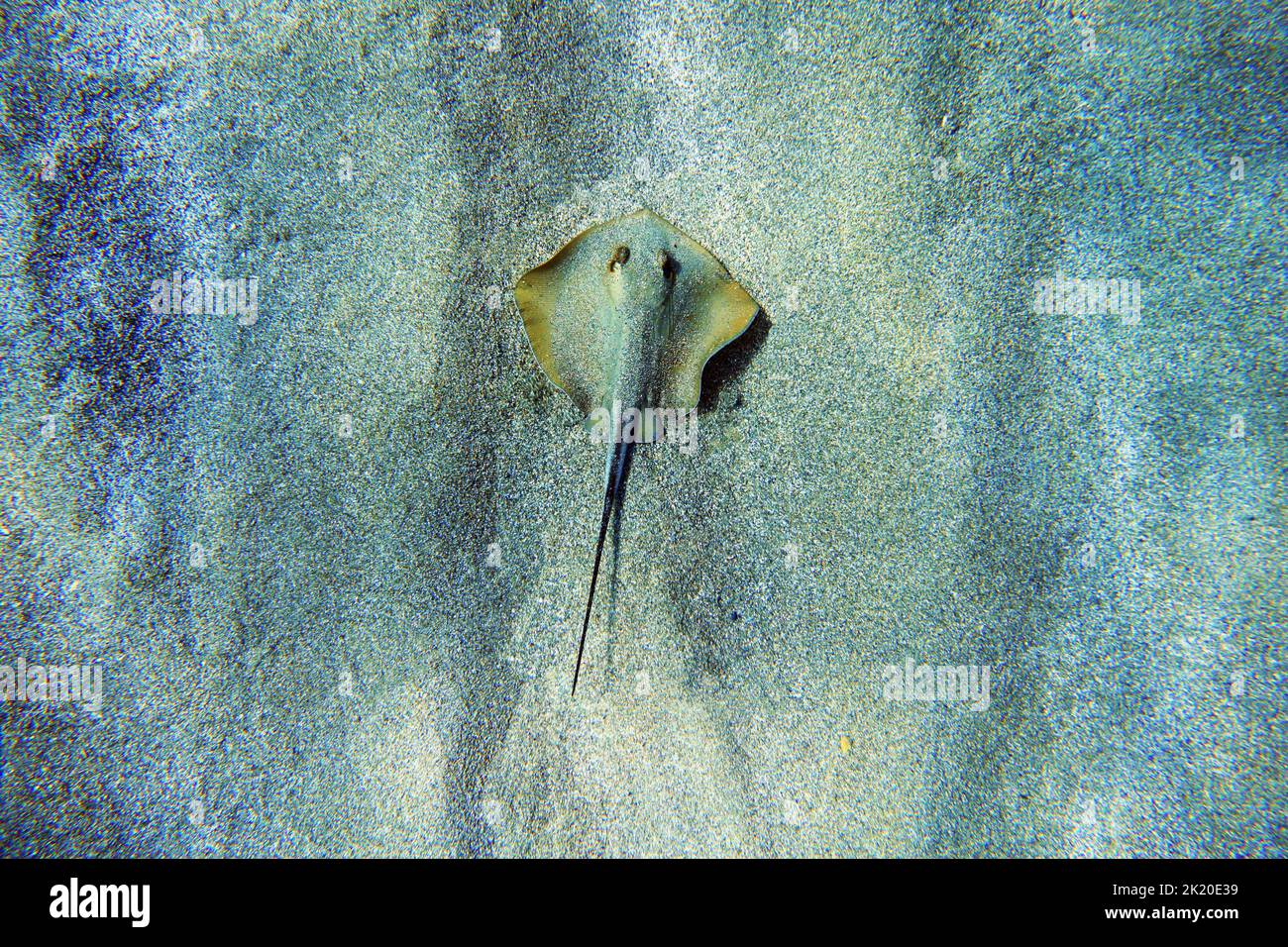 Common Mediterranean stingray - Dasyatis pastinaca Stock Photo - Alamy