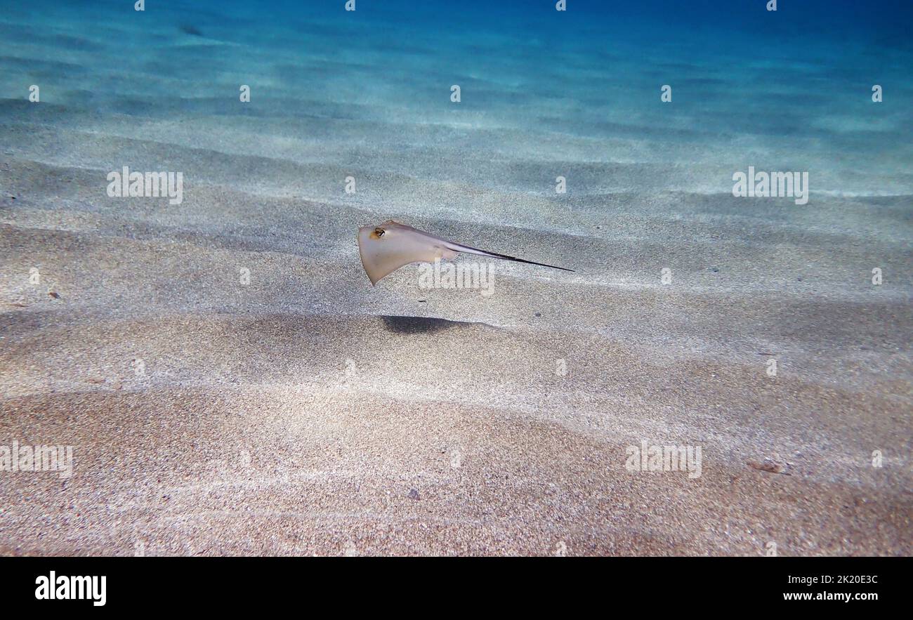 Common Mediterranean stingray - Dasyatis pastinaca Stock Photo - Alamy