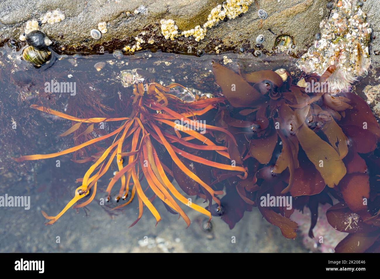The kelp seaweeds in the water at the shore Stock Photo - Alamy