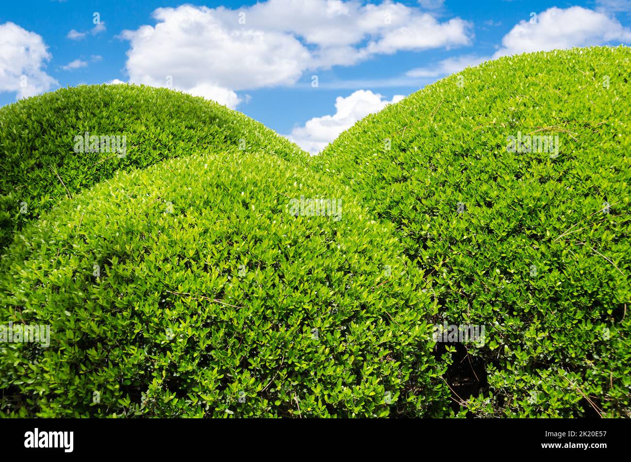 The bright green round trees on the background of sunny blue sky with ...