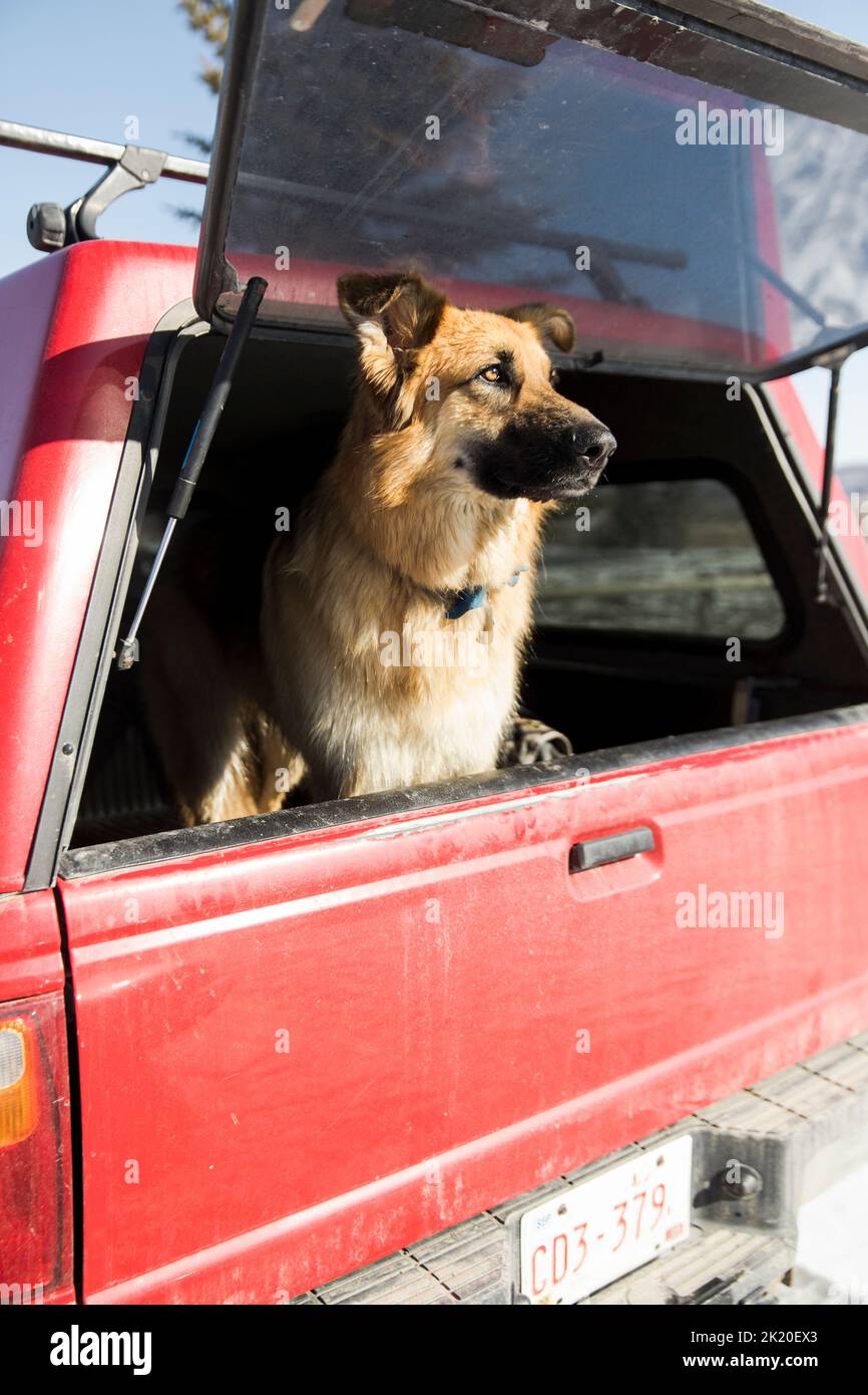 How Can I Keep My Dog In The Truck Bed