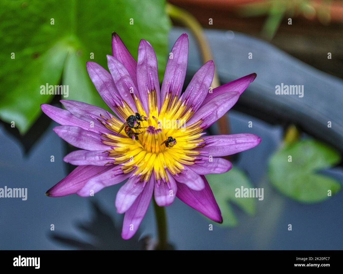 A closeup shot of a bee inside a Pygmy water lily collecting nectar ...