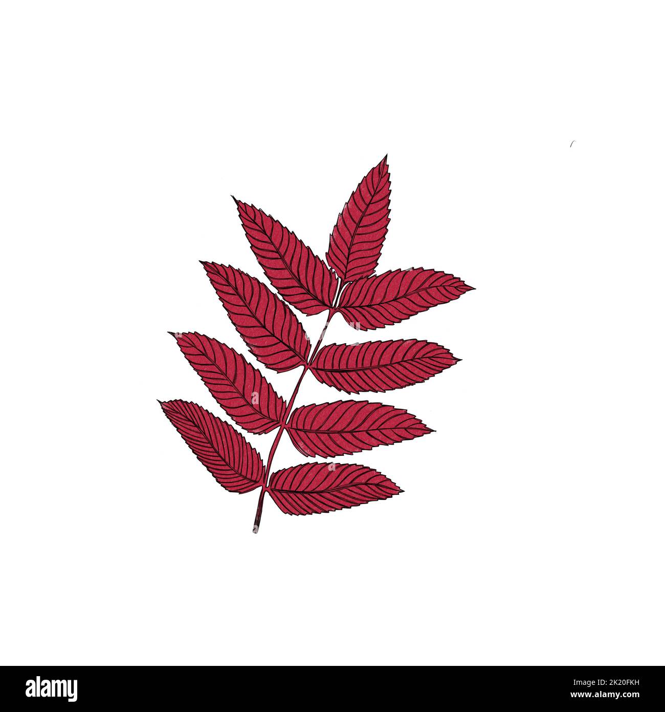 Red autumn leaf freehand watercolor illustration Stock Photo - Alamy