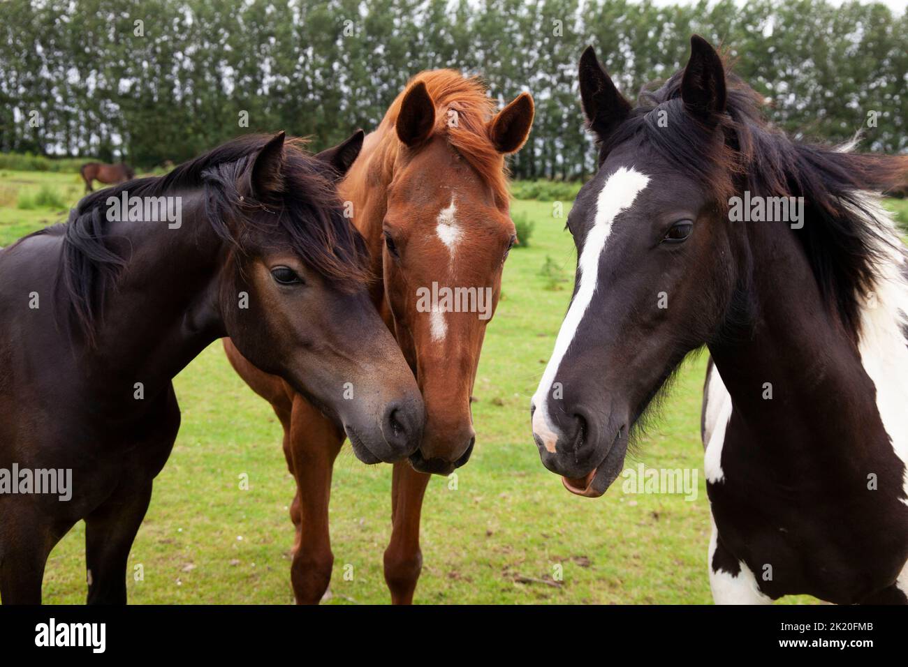 Three horse heads hi-res stock photography and images - Alamy