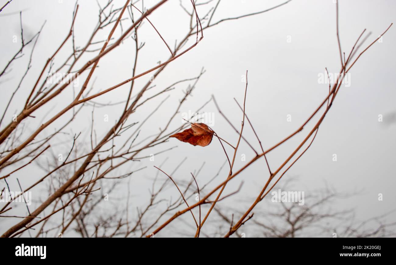 A lone leaf on a tree with bokeh background Stock Photo - Alamy