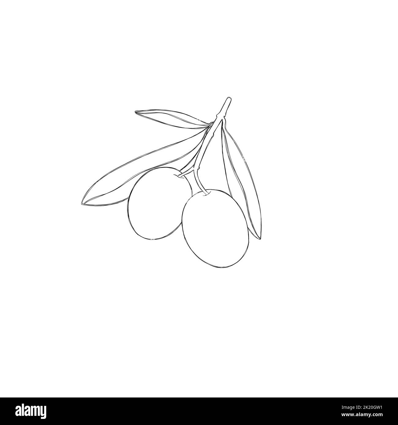 Olive branch with two delicious olives, isolated on white background ...