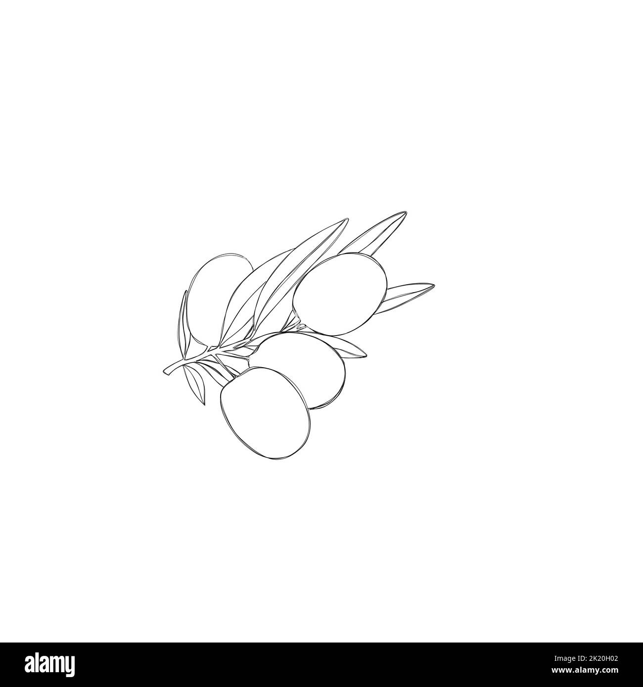 Olive branch with four delicious olives, isolated on white background ...