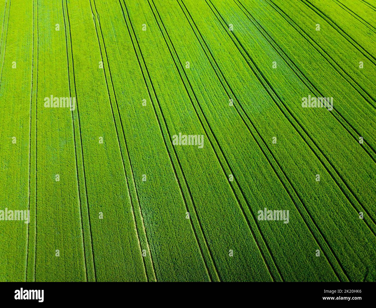 An Aerial view of green agricultural fields in lines Stock Photo - Alamy