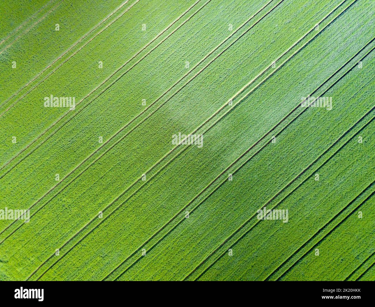 An aerial view of green agricultural fields in lines Stock Photo - Alamy