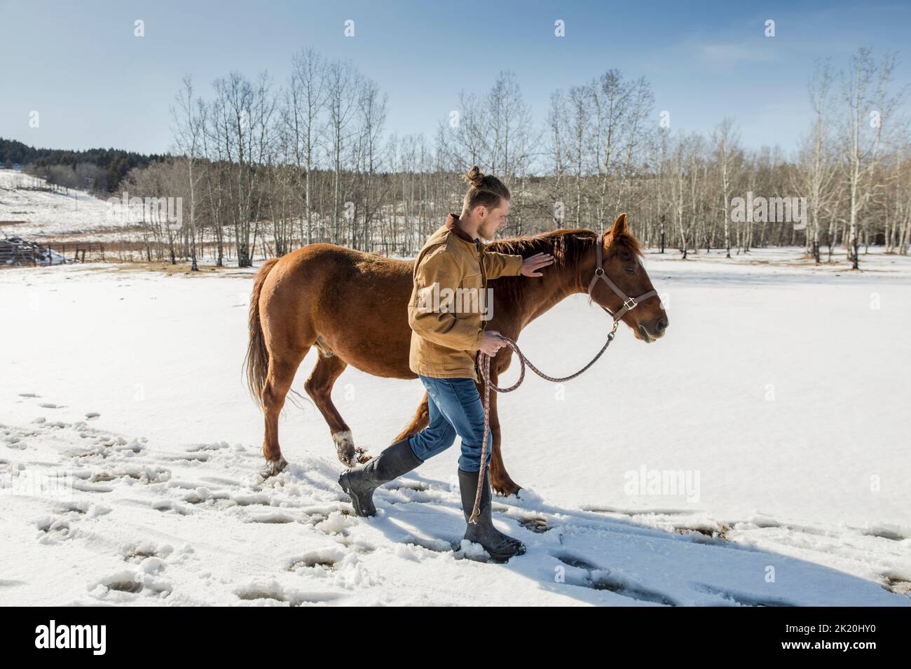 Walking horse hi-res stock photography and images - Alamy