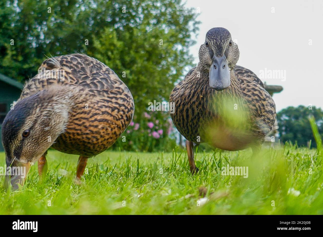 A close up wile feeding some ducks on the lawn Stock Photo - Alamy