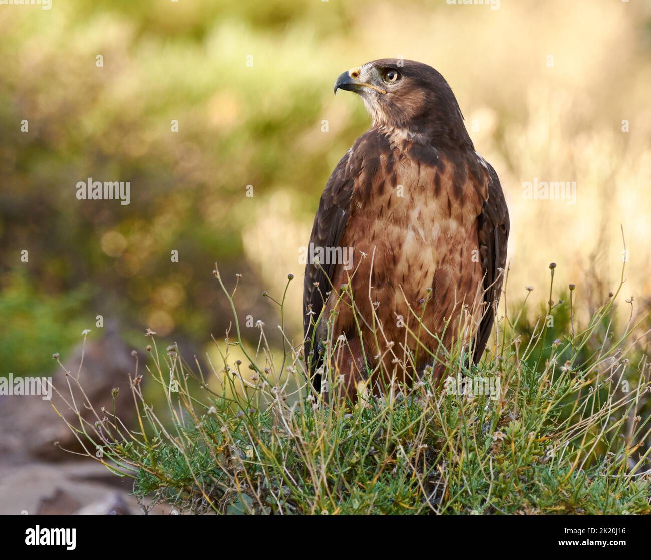 Eyes in the wilderness. A majestic bird of prey in its natural habitat ...