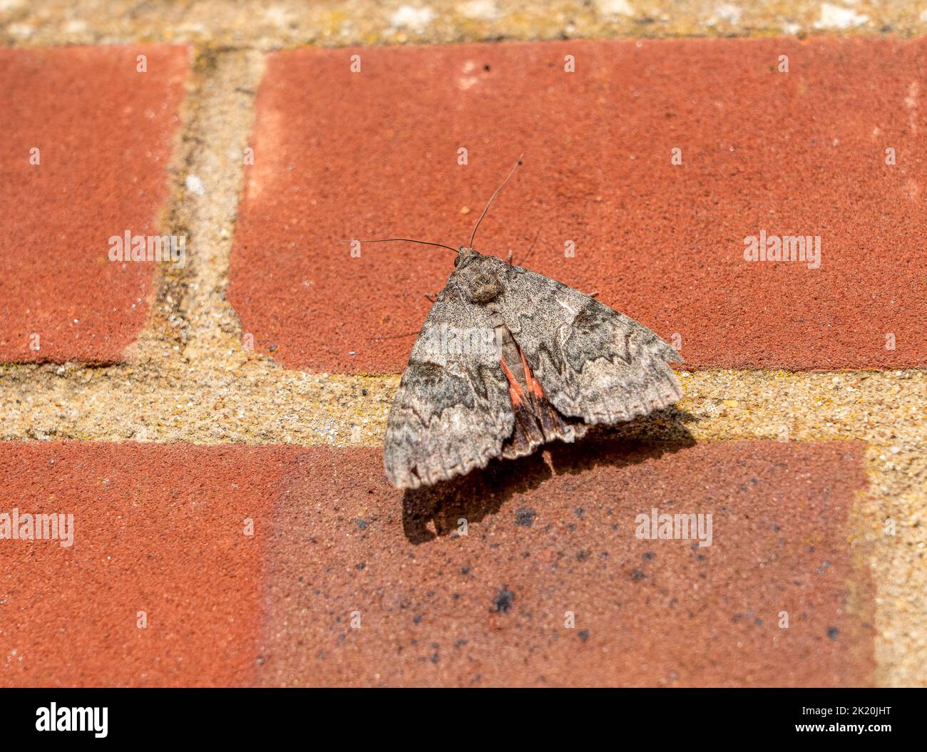 close-up of a red underwing moth (Catocala nupta) caught in daylight ...