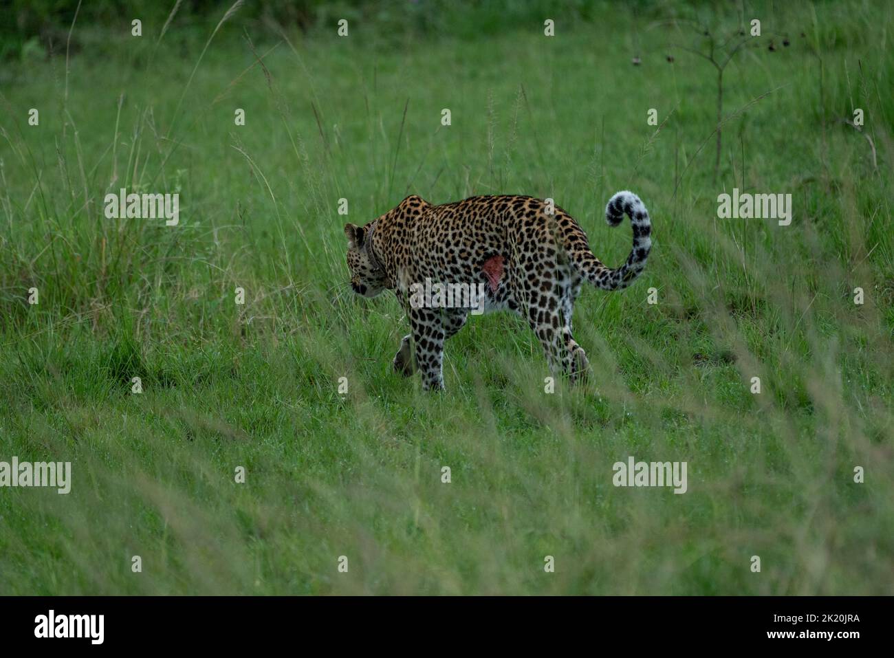 A closeup shot of a leopard walking in Queen Elizabeth National Park ...
