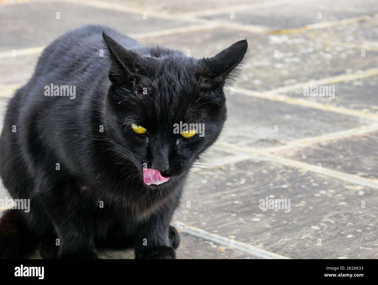 A black cat licking its lips on the patio Stock Photo - Alamy