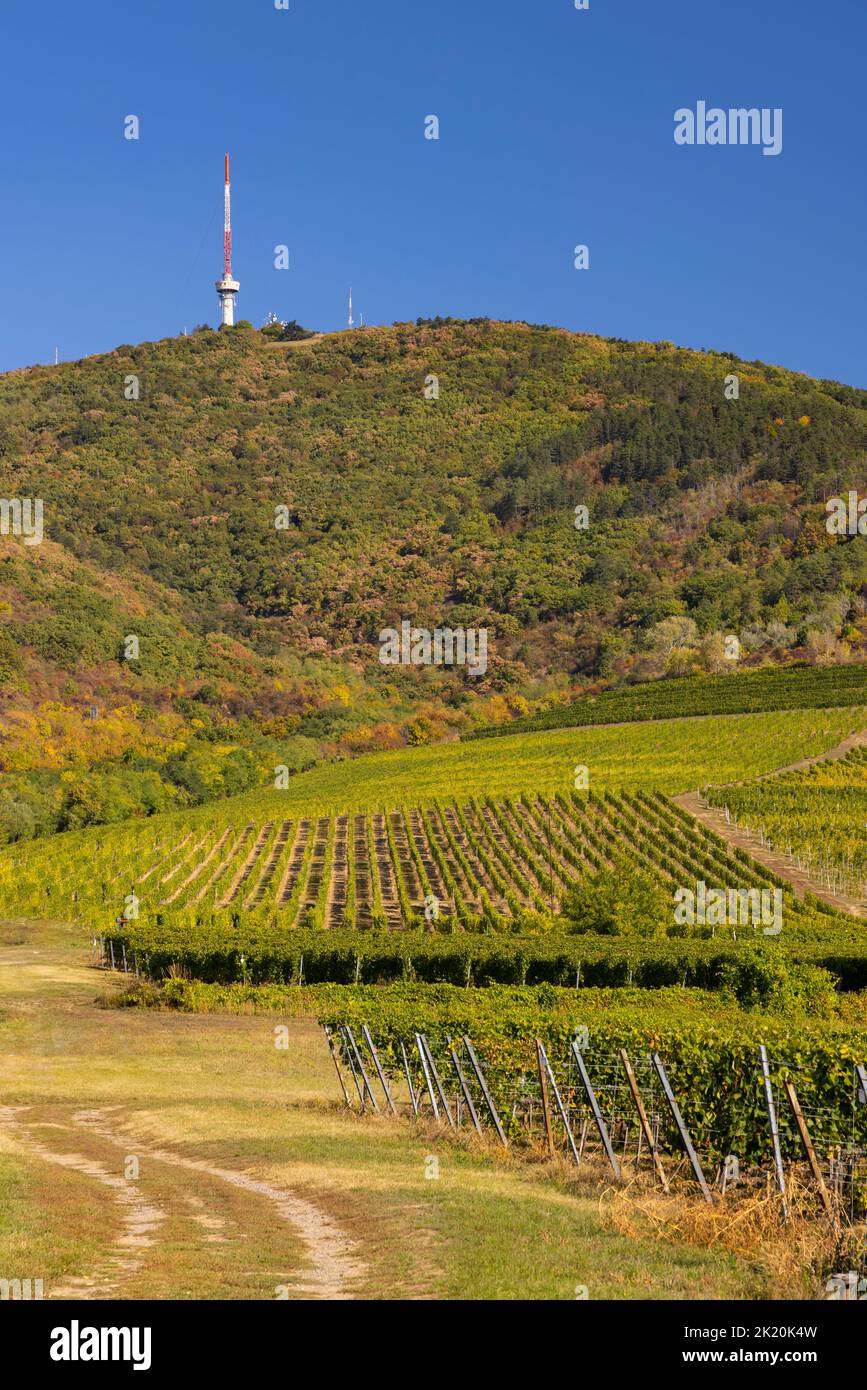 Tokaji hegy hi-res stock photography and images - Alamy