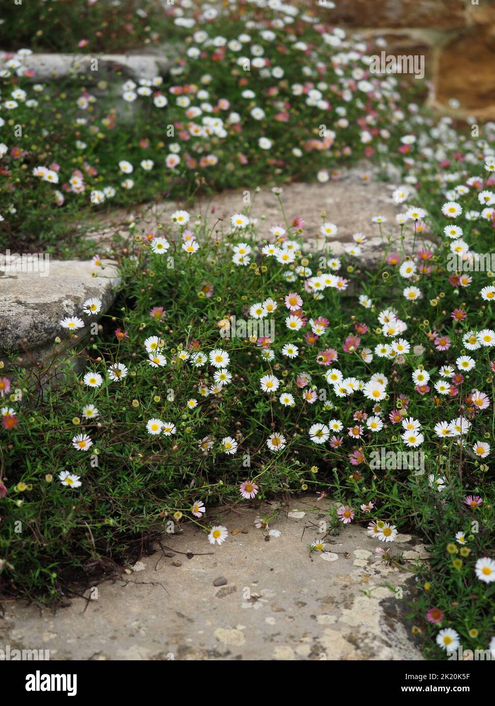 Daisies growing on stone steps, Canons Ashby House, Northamptonshire ...