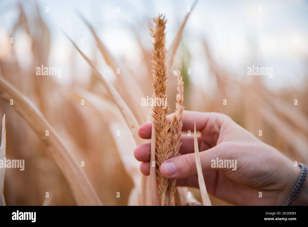 Close-up of hand touching a sheaf of wheat in a field. Agriculture and ...