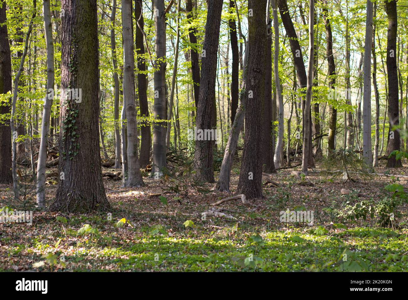 Forest, park grow a lot of trees, fresh greenery, foliage. Grass is ...