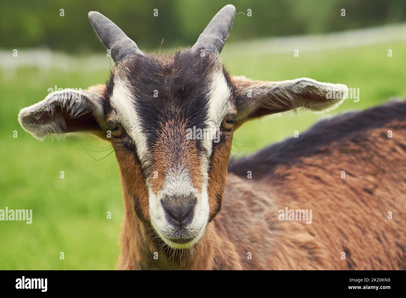 Outdoor goat farm in village Stock Photo - Alamy