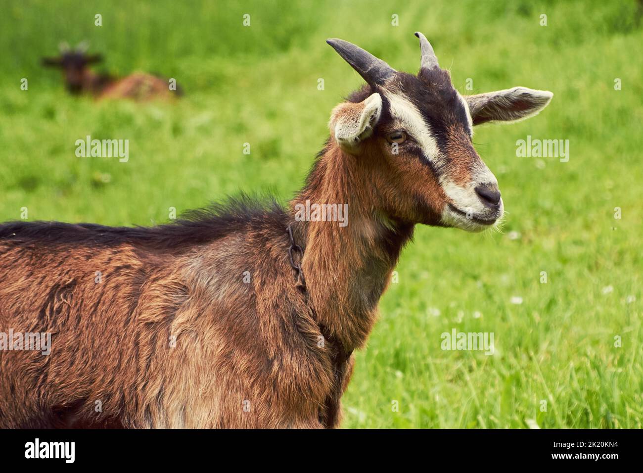 Outdoor goat farm in village Stock Photo - Alamy