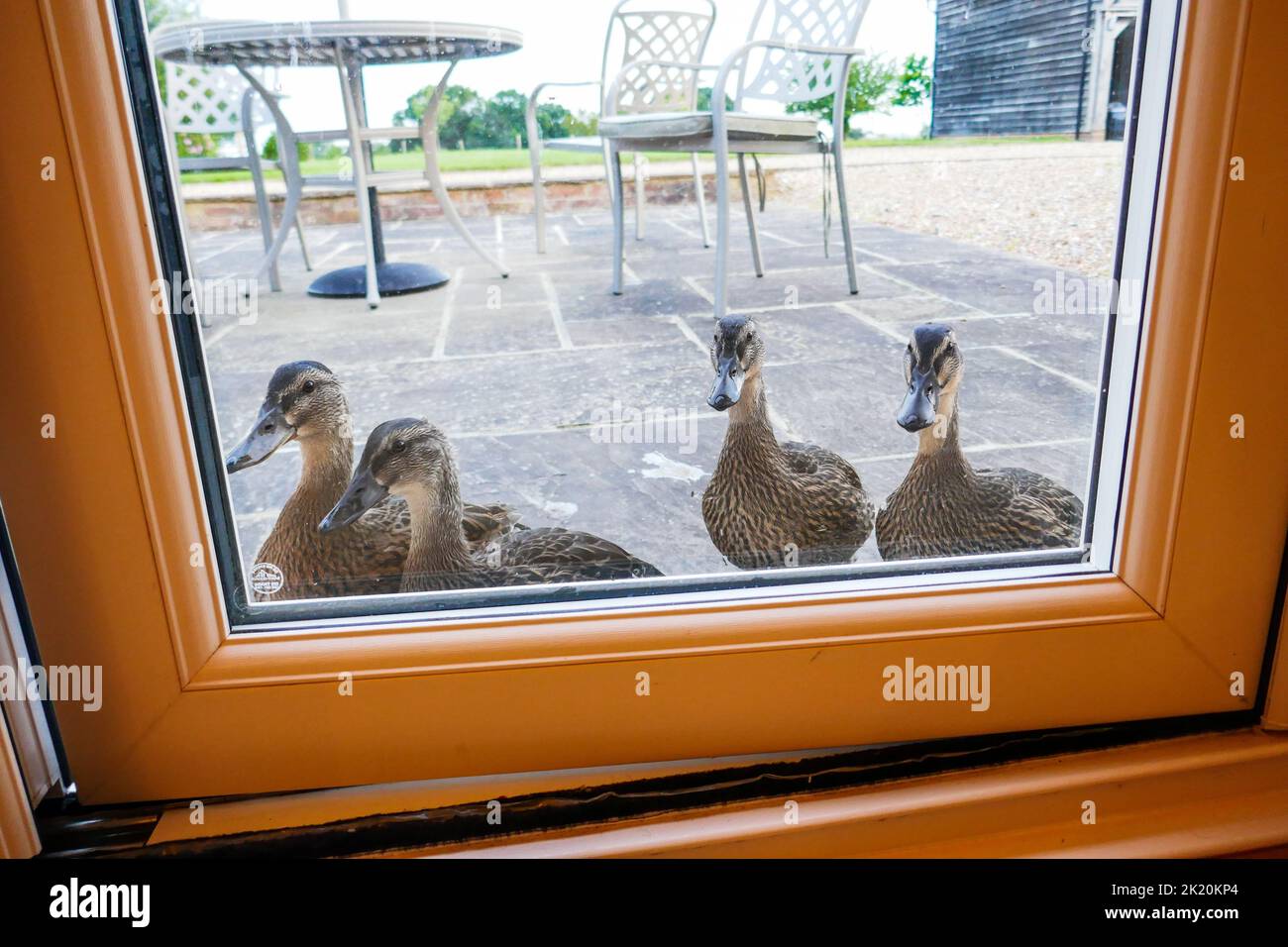 Some ducks looking through a glass door, waiting for their dinner Stock ...