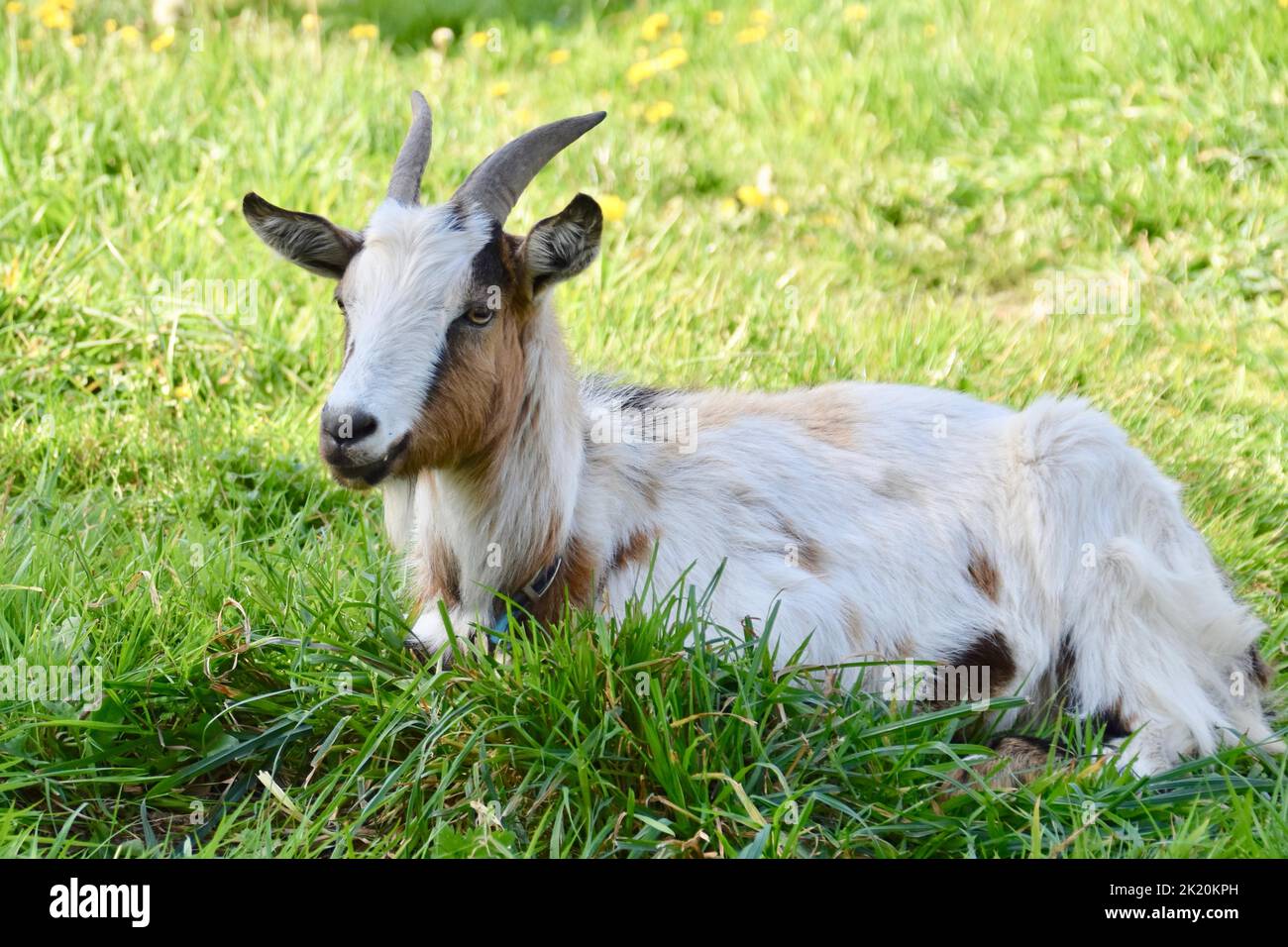 Outdoor goat farm in village Stock Photo - Alamy