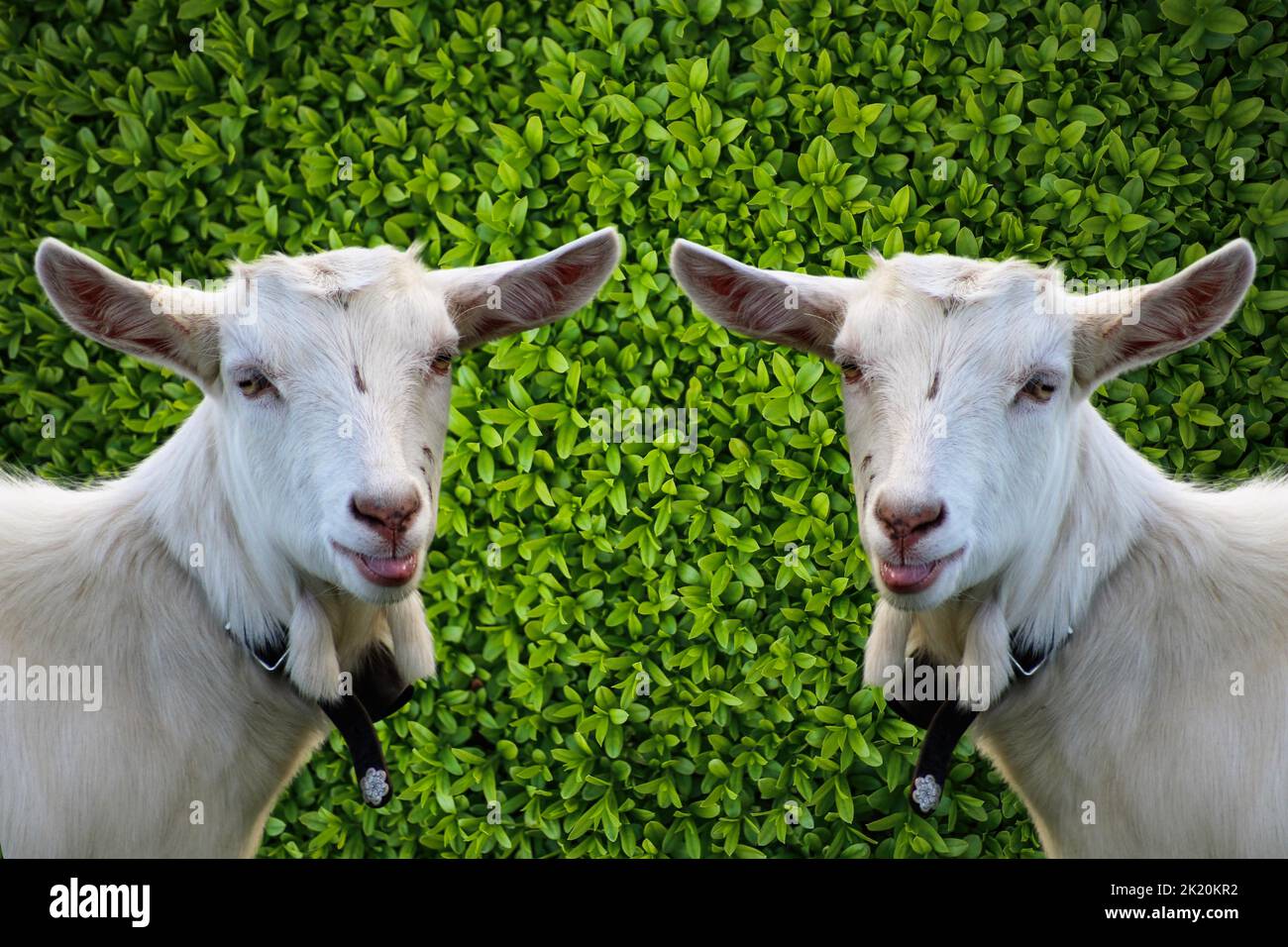 Goat farm village hi-res stock photography and images - Alamy
