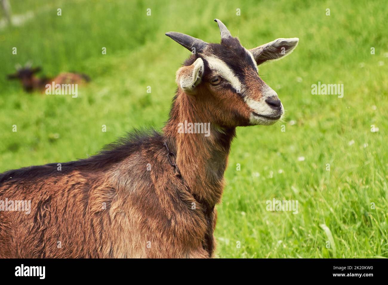 Outdoor goat farm in village Stock Photo - Alamy