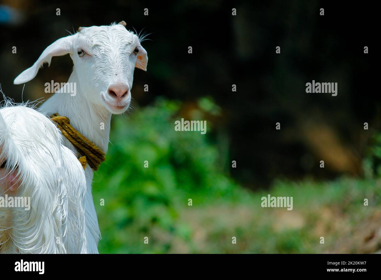 Outdoor goat farm in village Stock Photo - Alamy