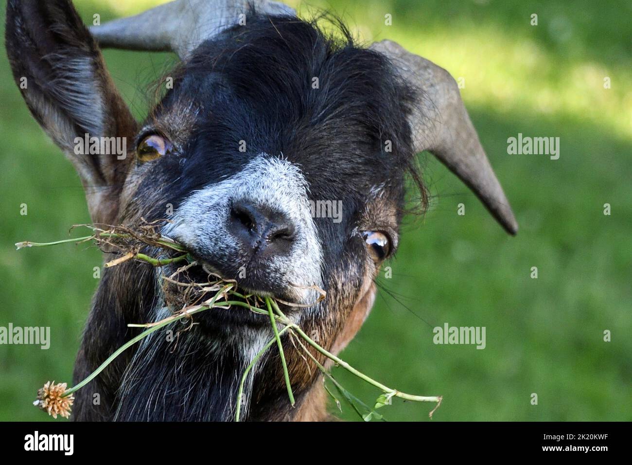 Outdoor goat farm in village Stock Photo - Alamy