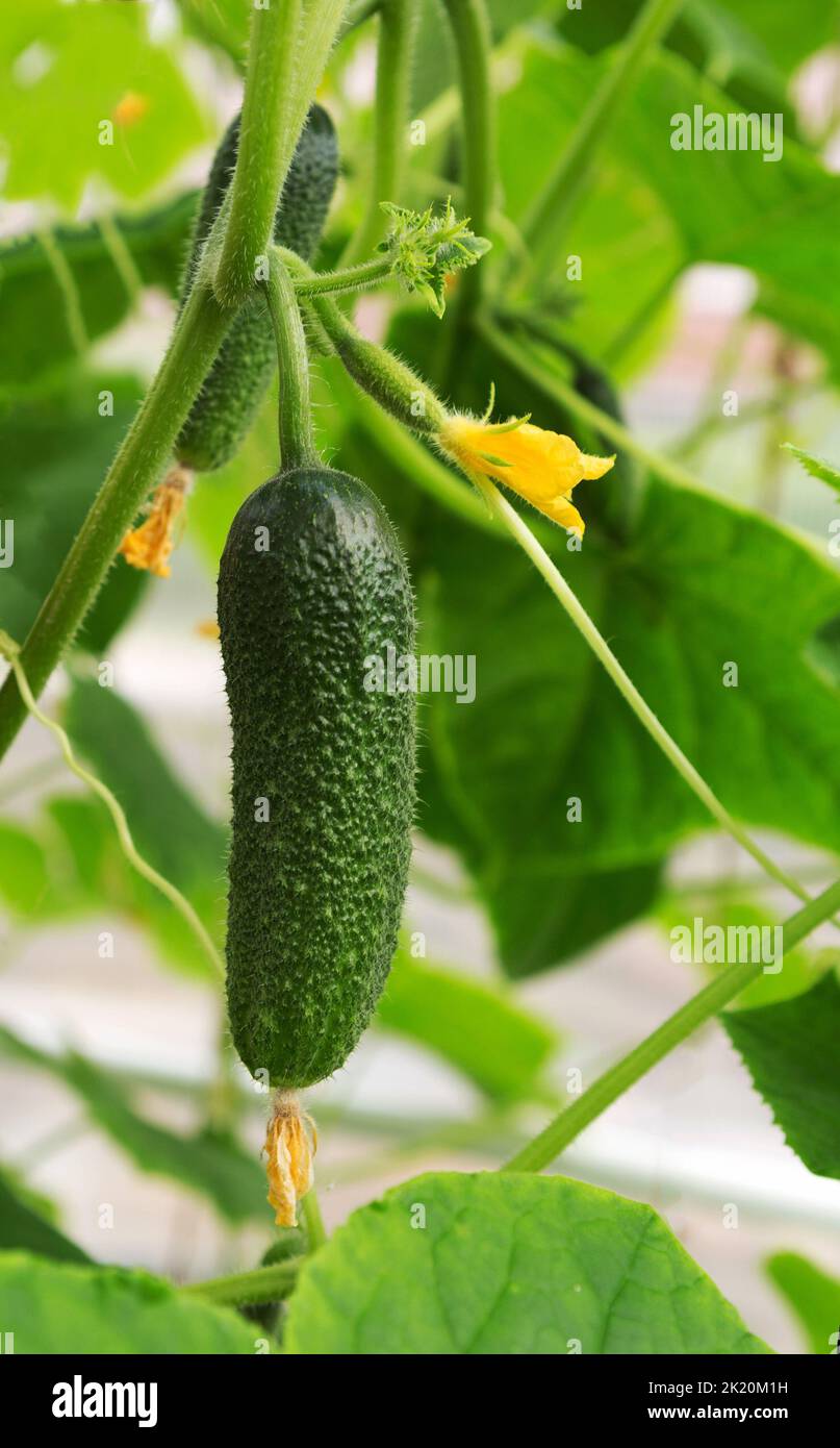 Cucumber plant. Cucumber with leaf and flowers. Growing cucumber plant ...