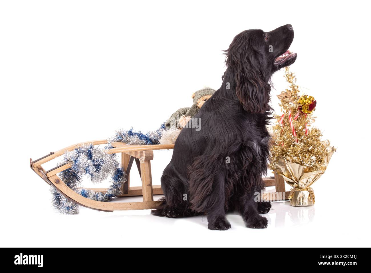 Black cocker spaniel with a sled in a Christmas settingin studio with ...