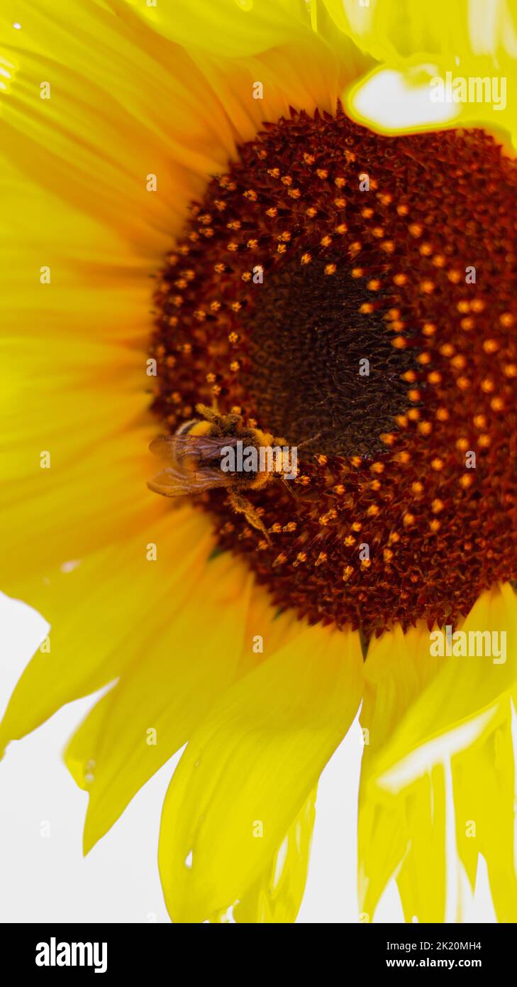 A closeup shot of a Honeybee collects nectar on the flowers of a ...