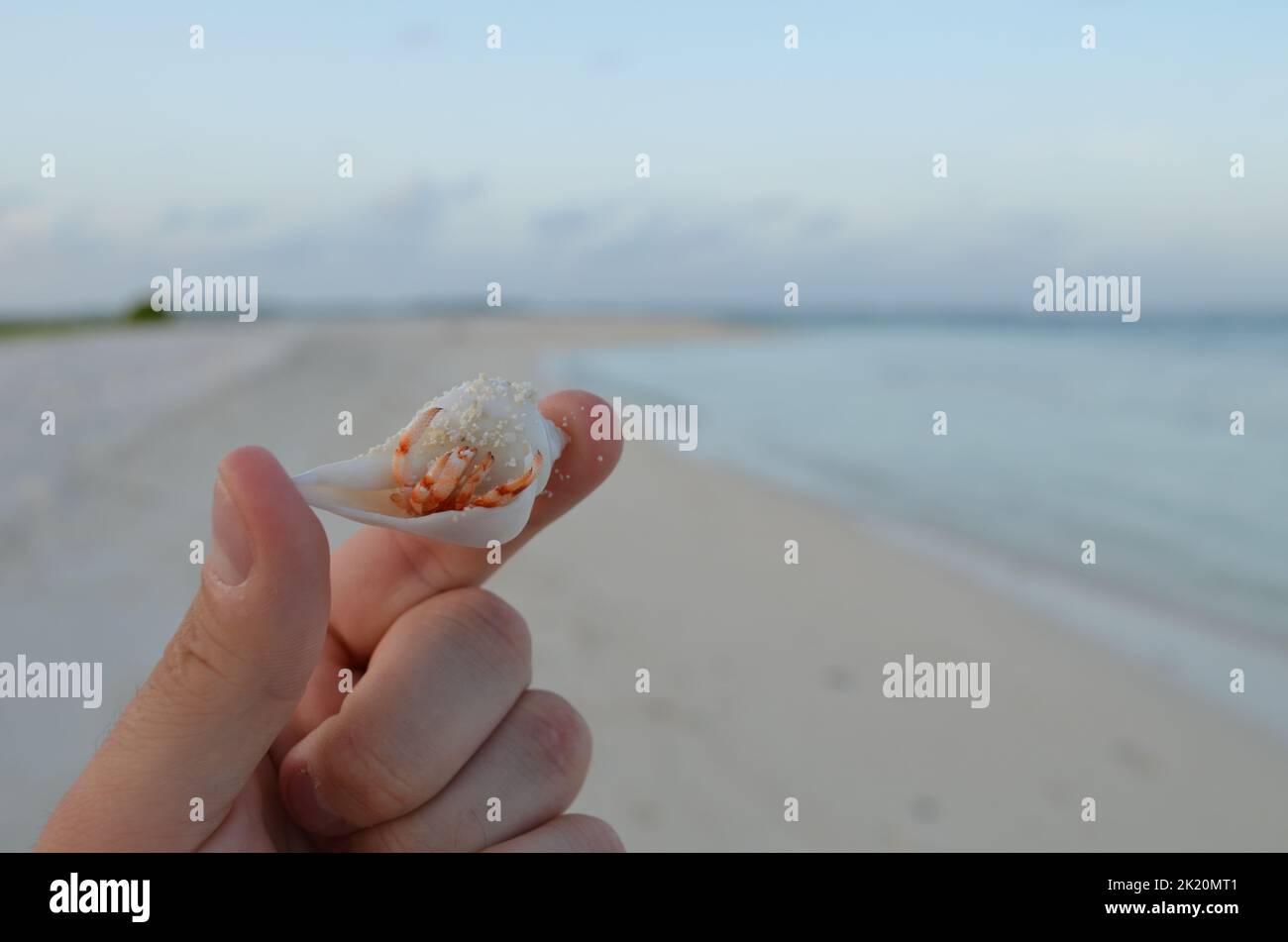 Hand holding crab in shell at sandy beach on Maledives Stock Photo - Alamy
