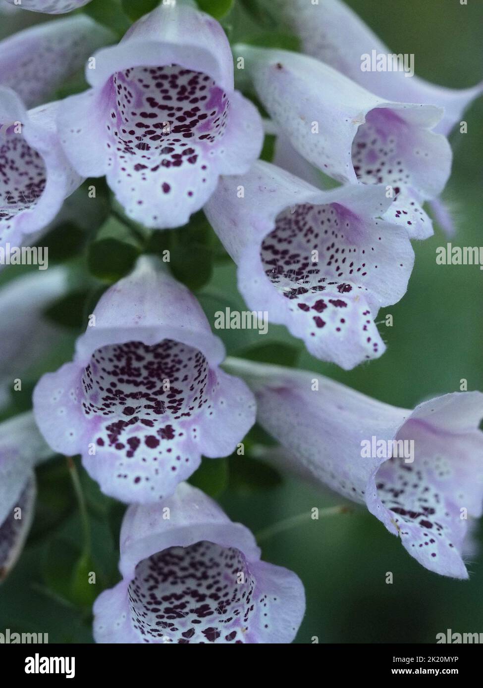 A closeup of common foxglove, a vertical shot Stock Photo - Alamy