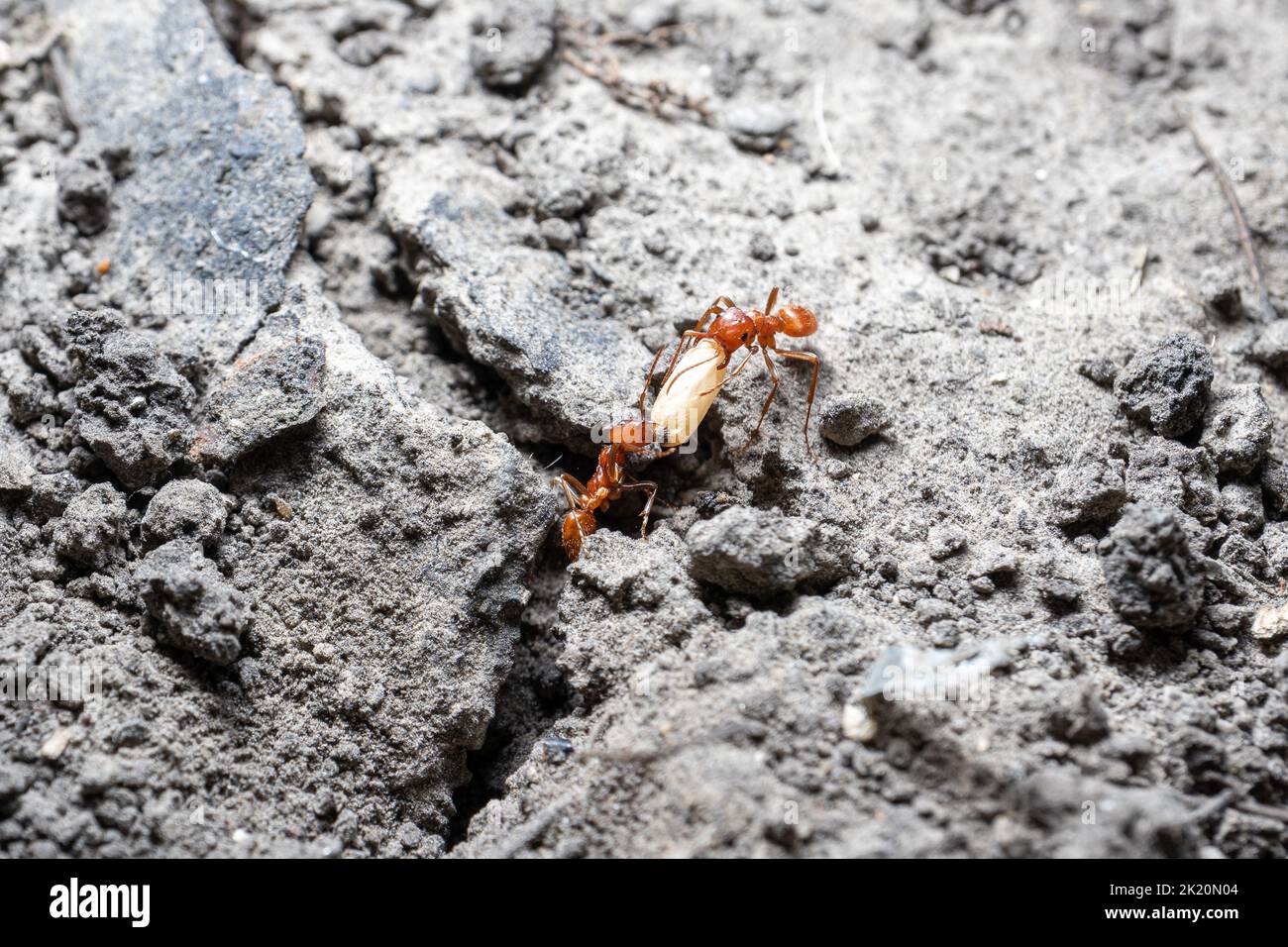 The two ants carrying a small grain Stock Photo - Alamy