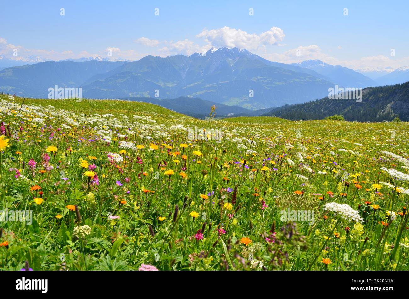 Swiss flower hi-res stock photography and images - Alamy