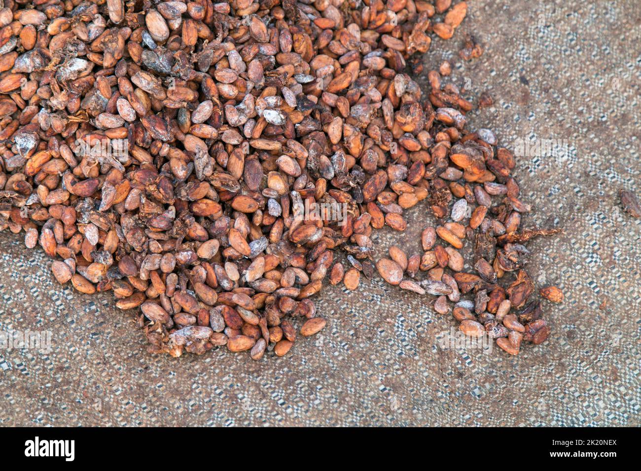 Harvest cocoa at Sebesi island, Lampung regency, Indonesia Stock Photo ...