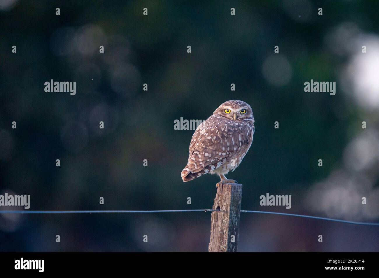 A view of a cute burrowing owl sitting on a wooden bar with a wire in ...