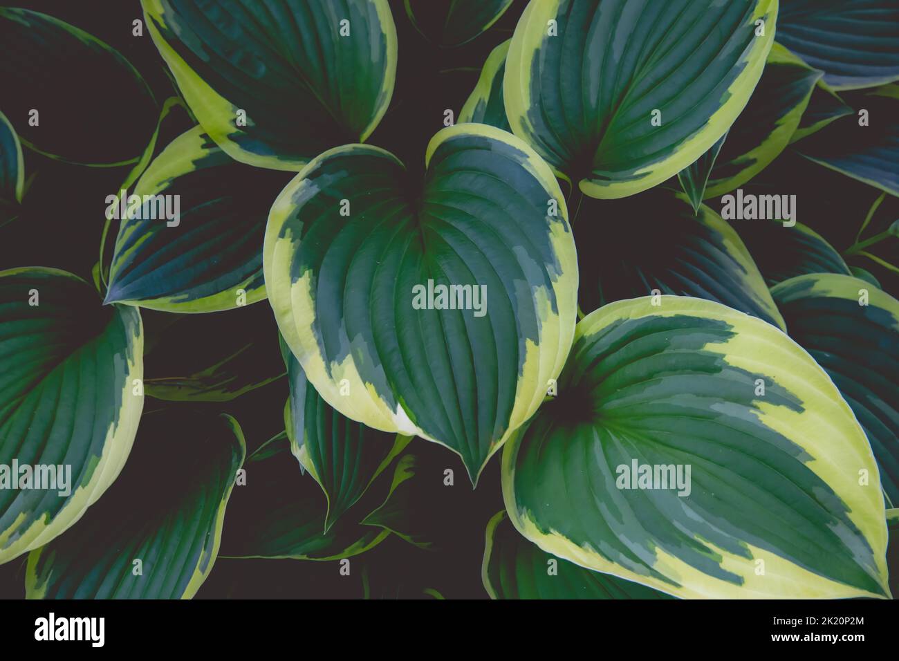 A view of white and green Hosta plant leaves creating a beautiful ...