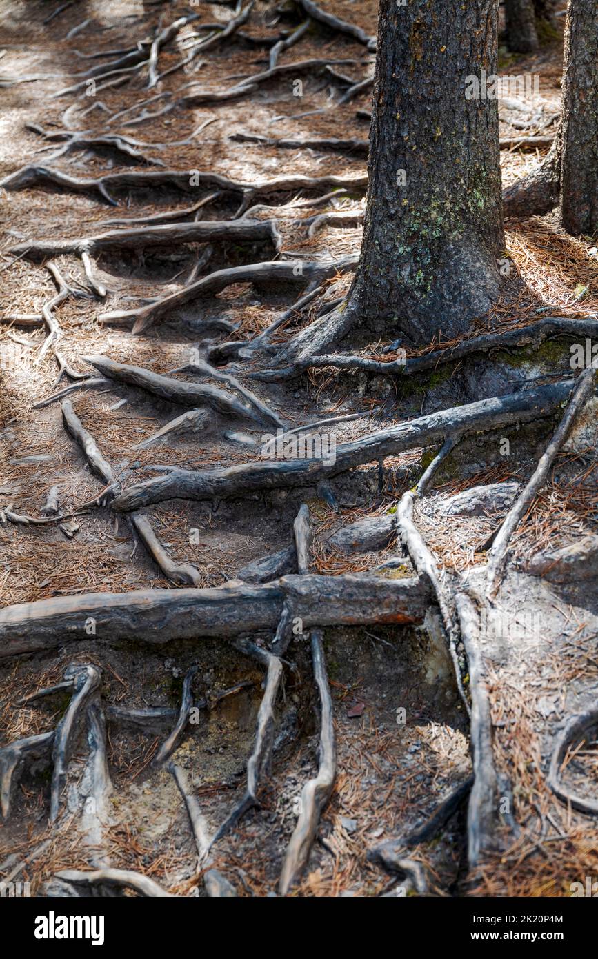 Gnarled old tree roots; Sunwapta Falls; Jasper National Park; Alberta ...