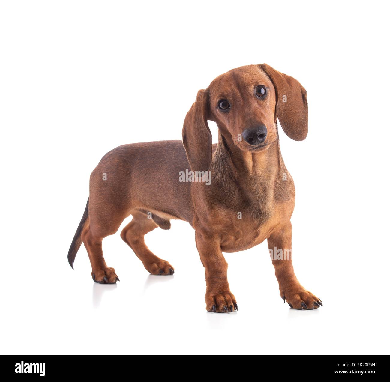 Dachshund, sausage dog, isolated on white background Stock Photo - Alamy