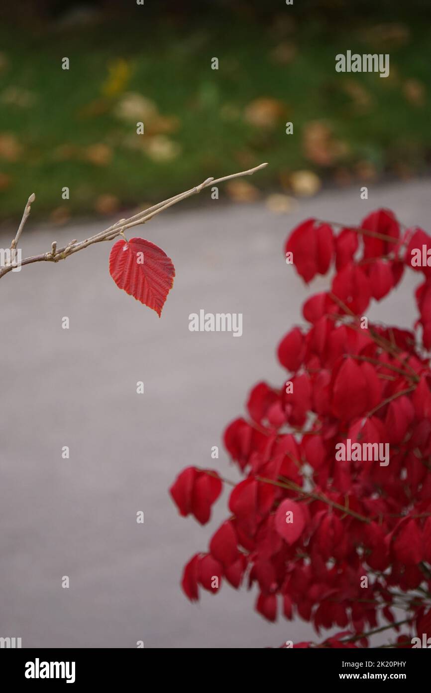 Multiple leaves hi-res stock photography and images - Alamy