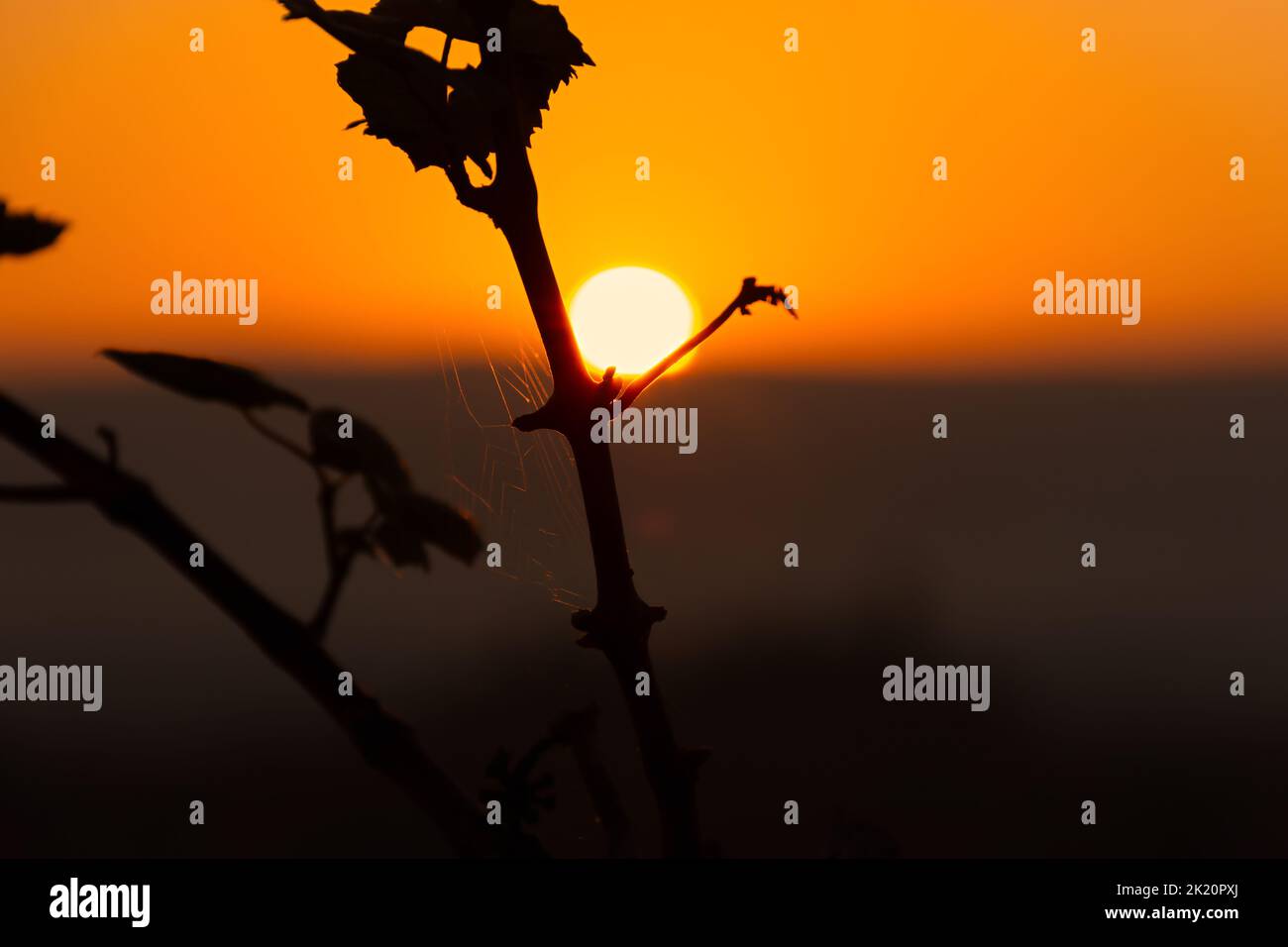 Sunset bright sun silhouette. A round orange disk in a cloudless sky ...