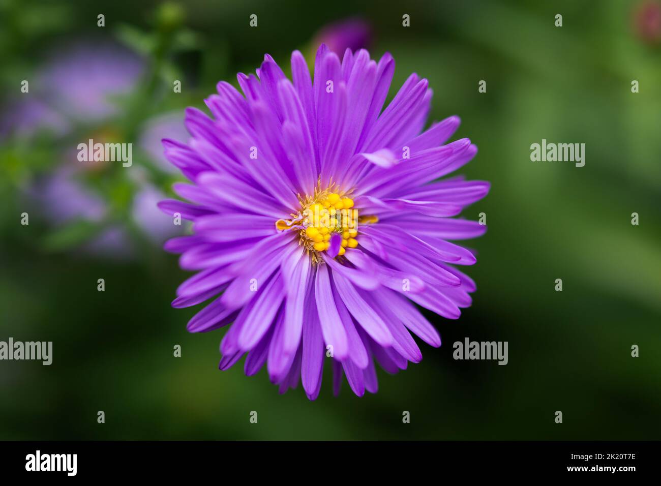 Symphyotrichum purpurea close-up. Beautiful bright purple autumn ...