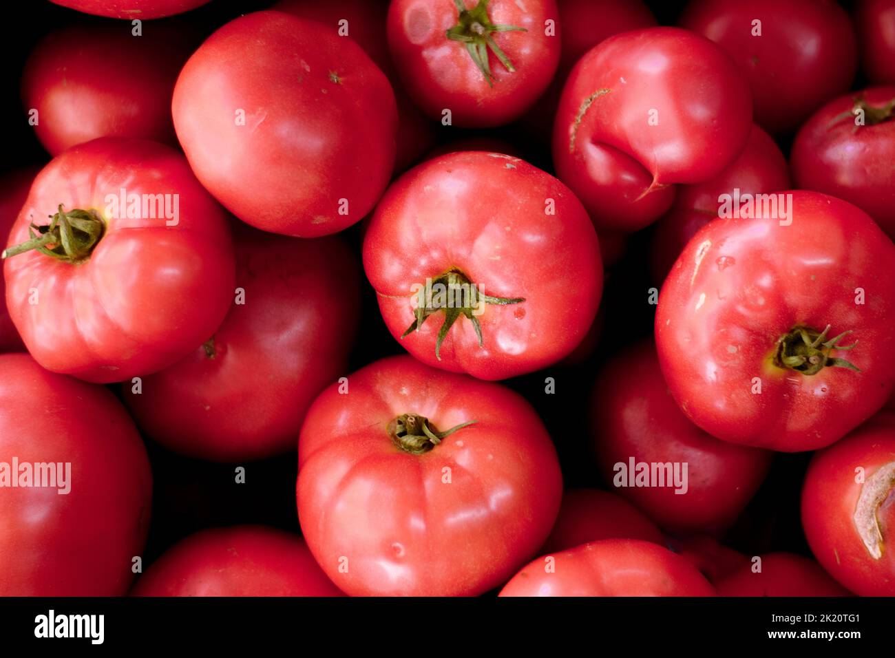 Plant pink tomato hi-res stock photography and images - Alamy
