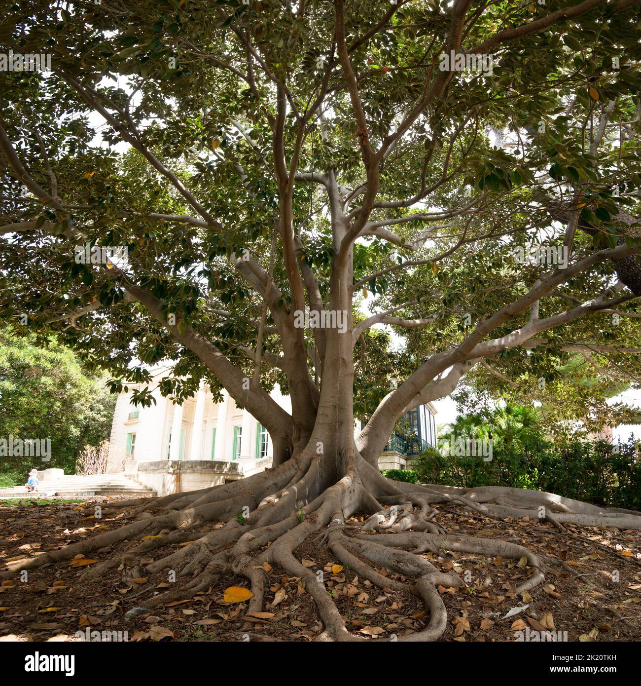 Indian rubber bush (Ficus elastica) branchs, trunk and roots in ANtibes ...